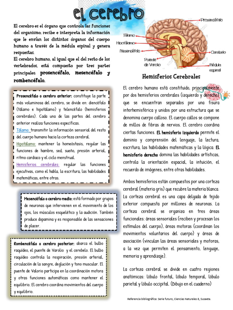 El Cerebro Descargar Gratis Pdf Cerebro Hemisferio Cerebral