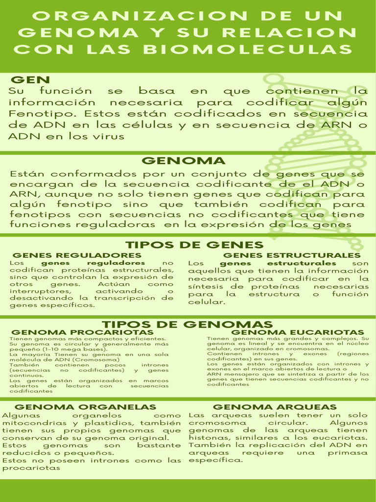 Infografia Organizacion de El Genoma | PDF | Rna | Adn