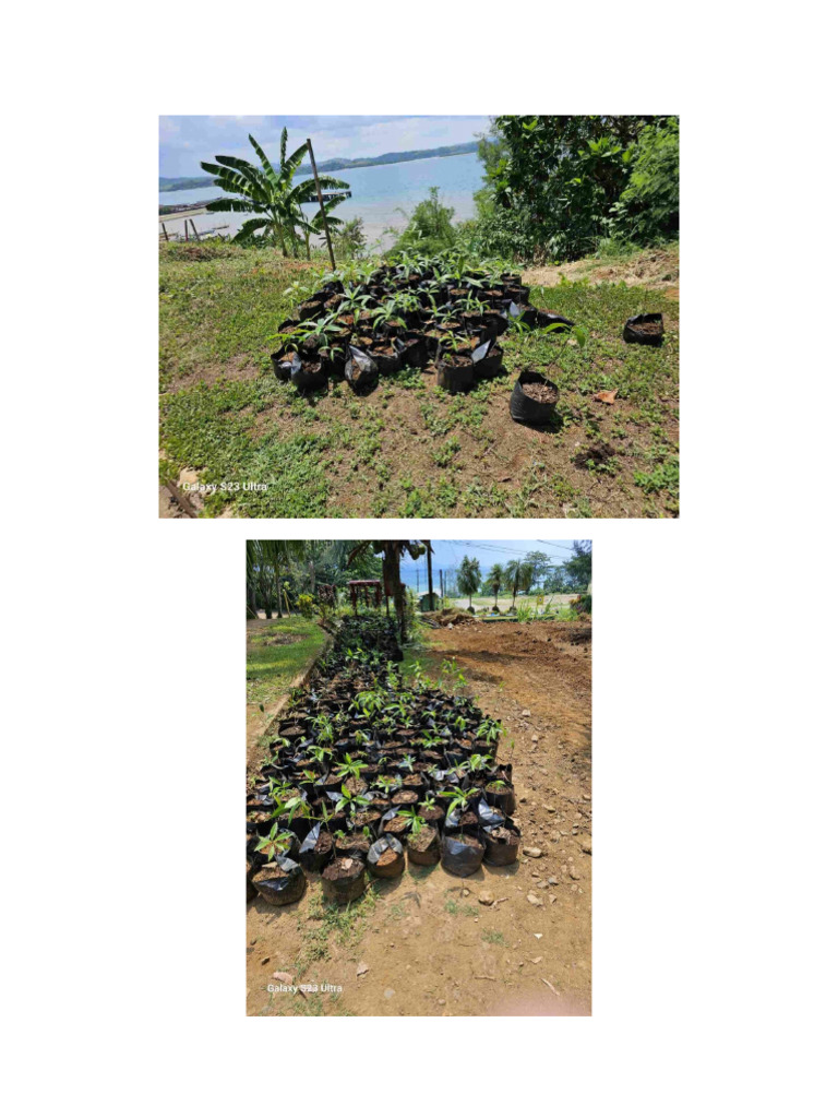 Tree Planting | PDF