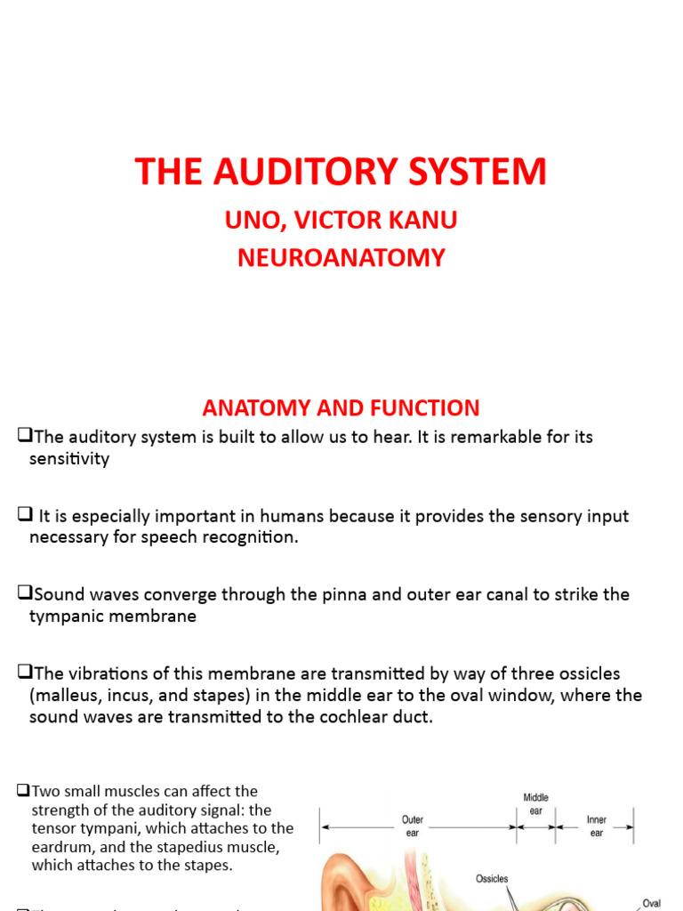 The Auditory System | PDF | Auditory System | Hearing