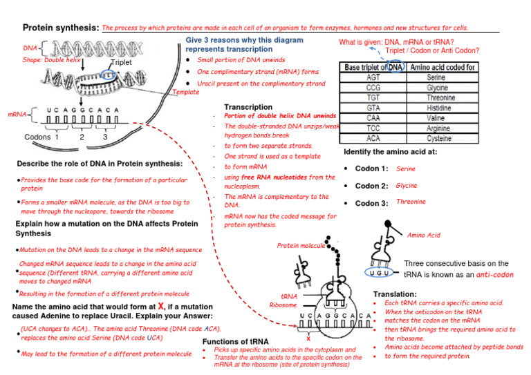 2PROTEIN SYNTEHSIS ONE PAGER ENG MEMO | PDF | Messenger Rna | Dna