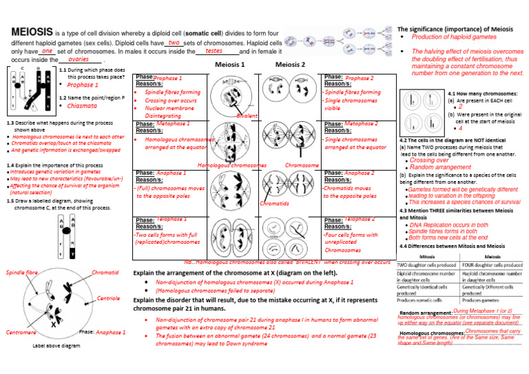 Meiosis Overview and Key Concepts | PDF | Meiosis | Chromosome