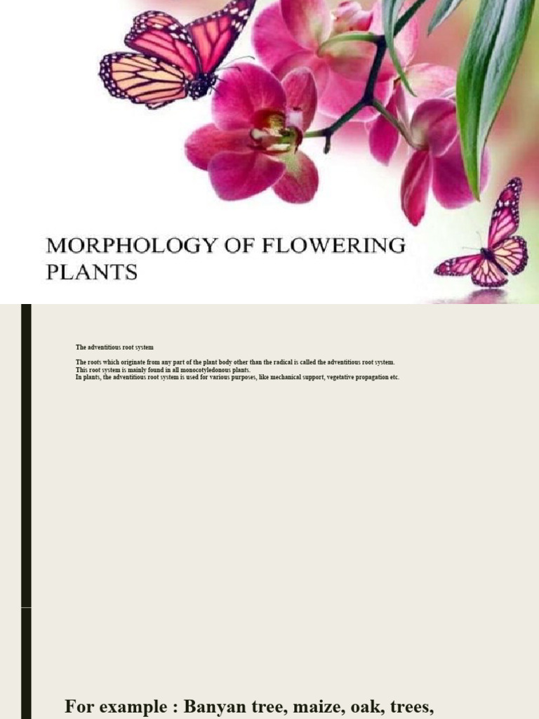 Presentation of Morphology of Flowering Plants... | PDF | Flowers | Leaf