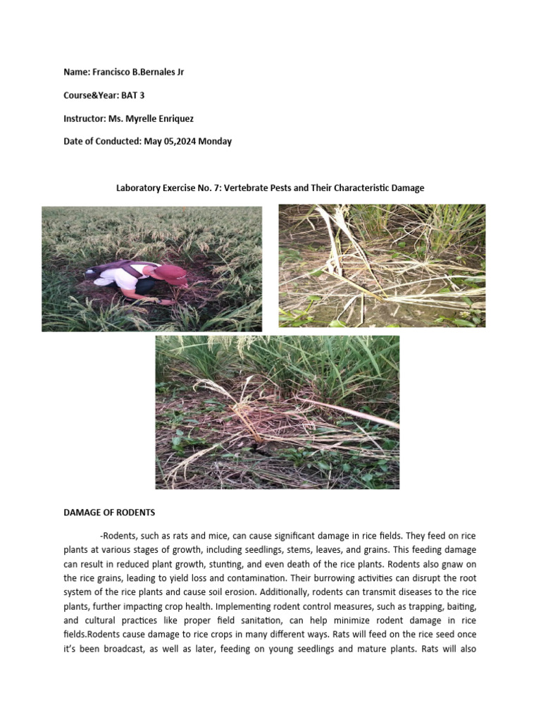 Lab Report | PDF | Rice | Rodent