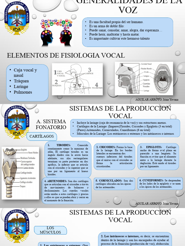 GENERALIDADES DE LA VOZ | PDF | Laringe | Anatomía humana