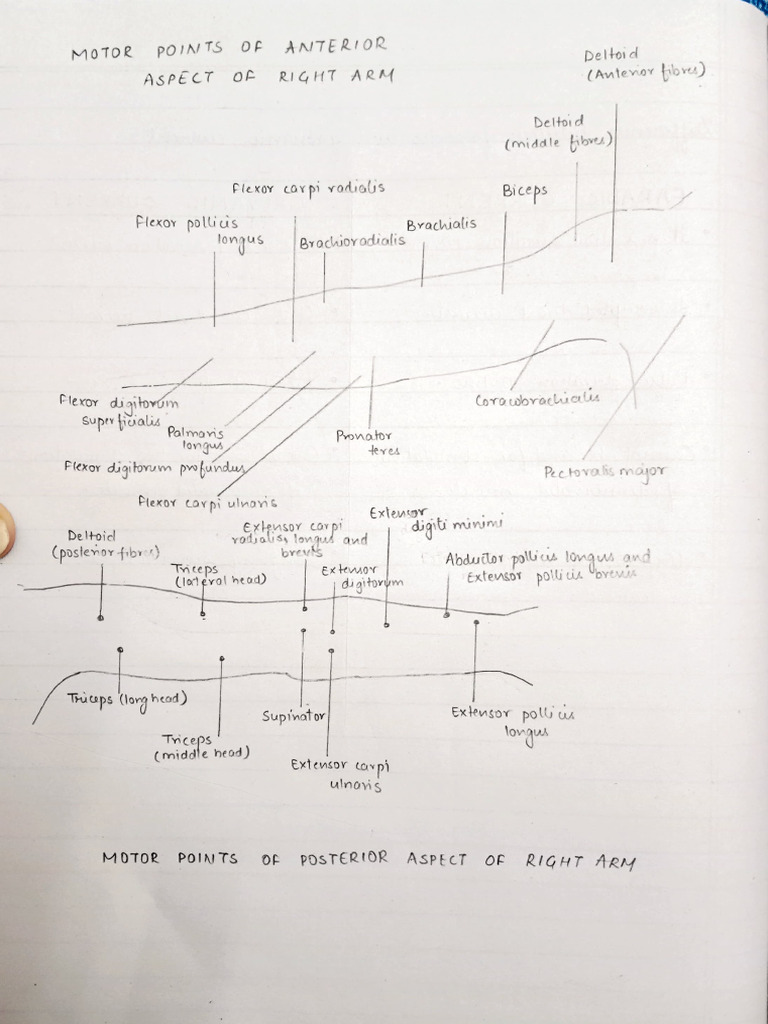 Motor Point Diagrams | PDF | Human Anatomy | Lower Limb Anatomy