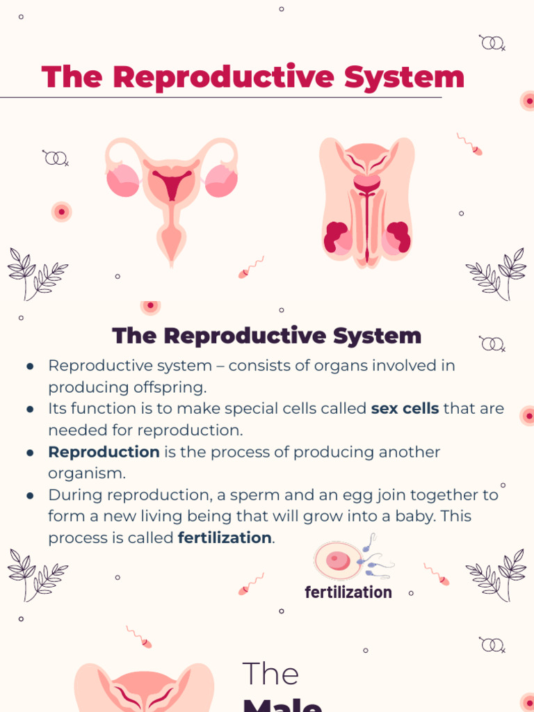 Reproductive System | PDF | Reproductive System | Human Body