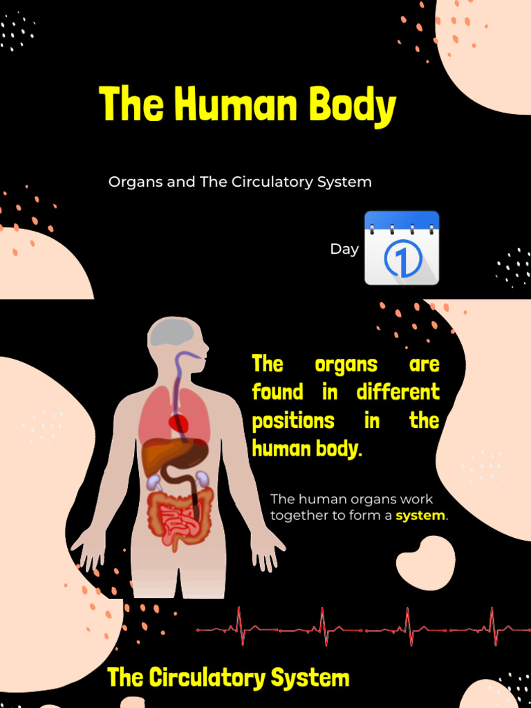 The Human Body Organs And Circulatory System Download Free Pdf