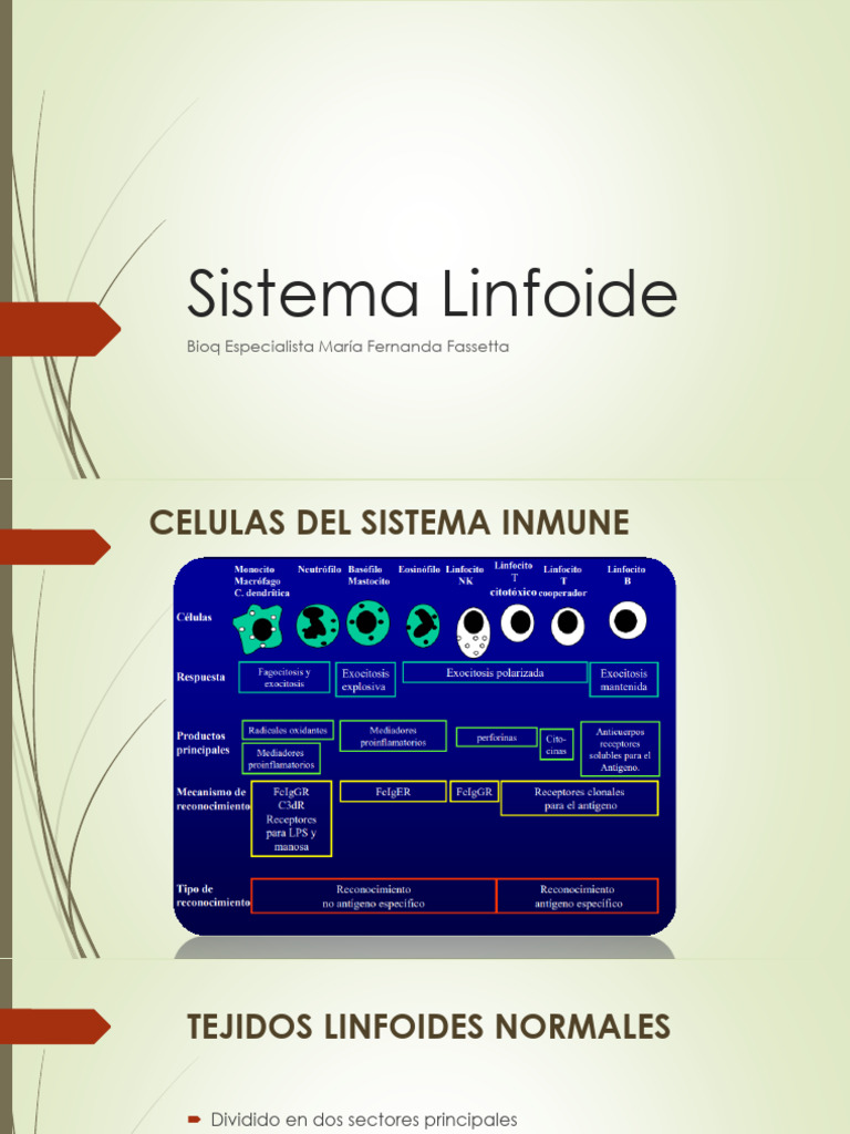Neoplasias y Ontogenia del Sistema Linfoide | PDF | Sistema linfático ...