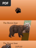 Brown Bear Book | PDF
