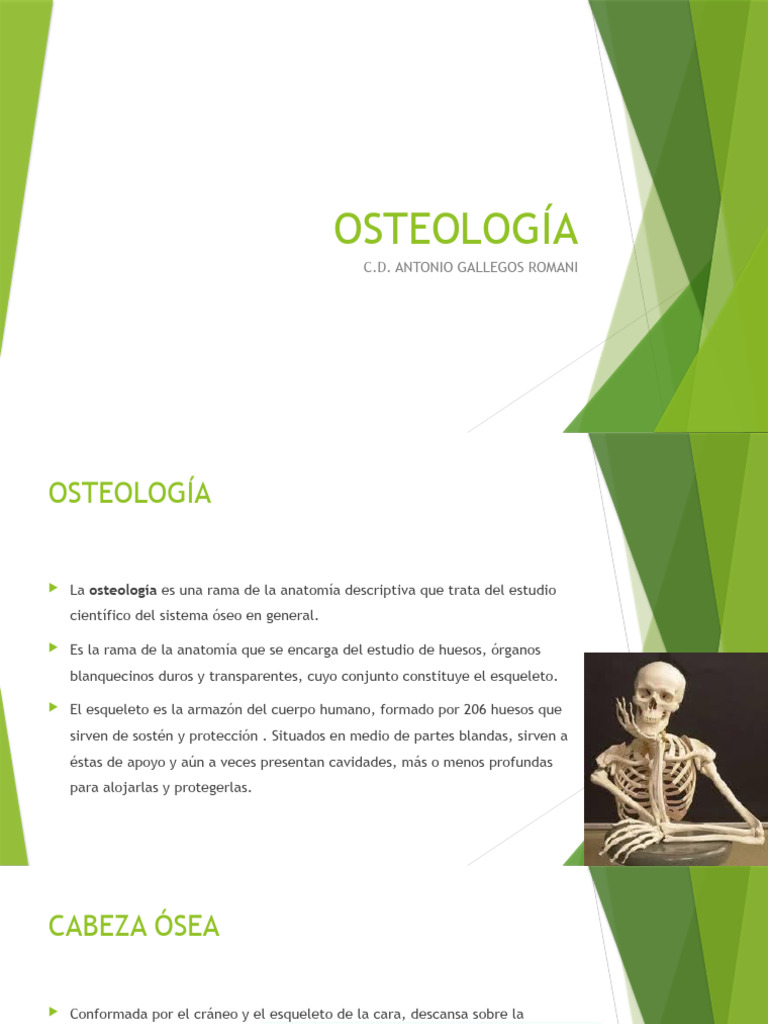 OSTEOLOGÍA | PDF | Anatomía humana | Sistema musculoesquelético