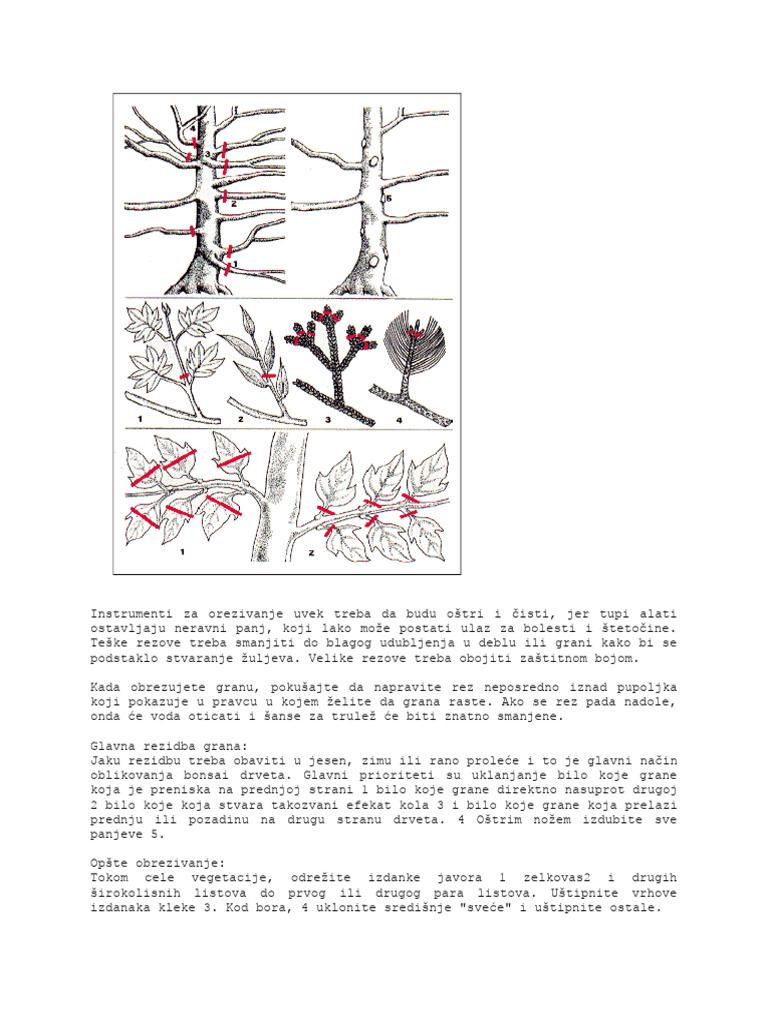 Bonsai Svasta Prevod | PDF