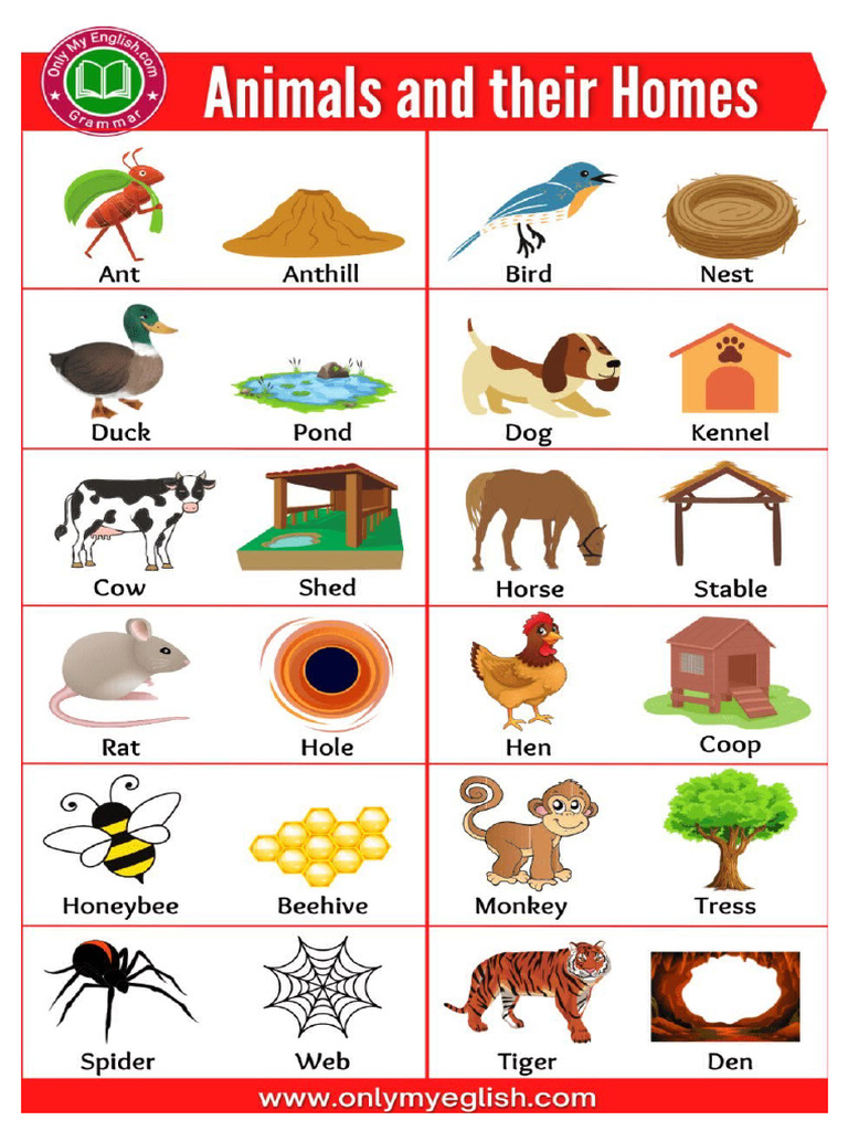 Animals and Their Homes | PDF