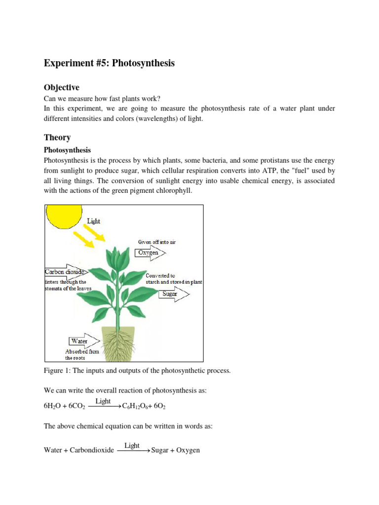 Photosynthesis-1 | PDF | Photosynthesis | Chlorophyll