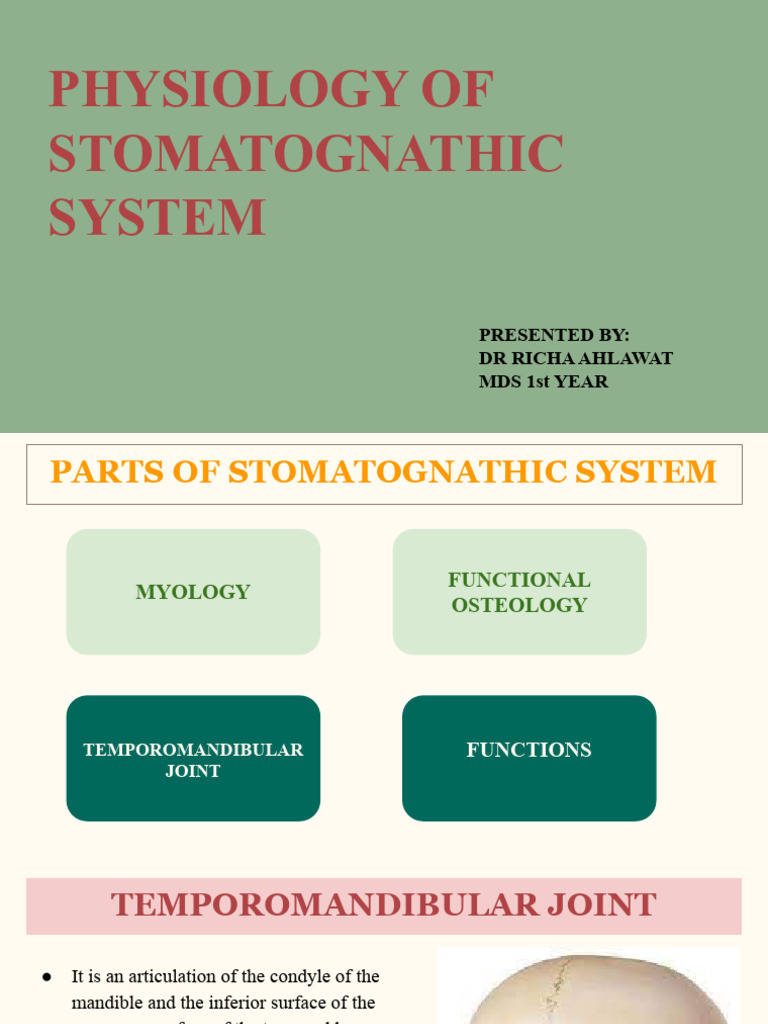 Physiology of Stomatognathic System | PDF | Mouth | Human Anatomy