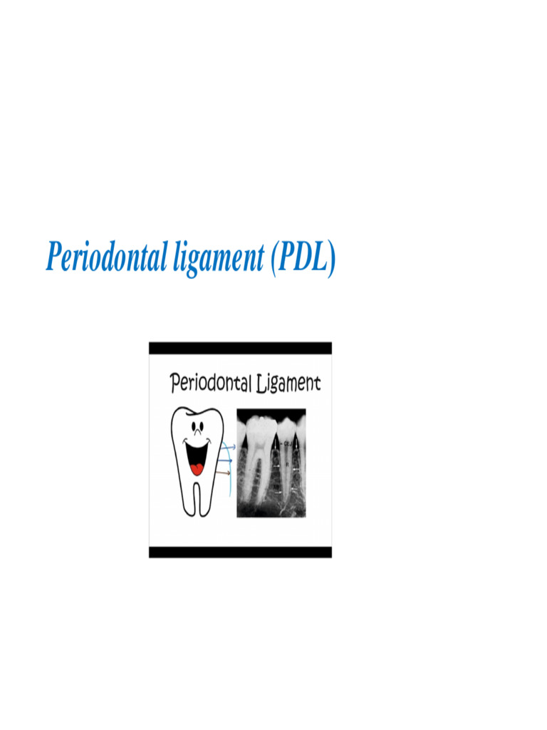 Peridontal Ligament | Download Free PDF | Anatomy | Tooth