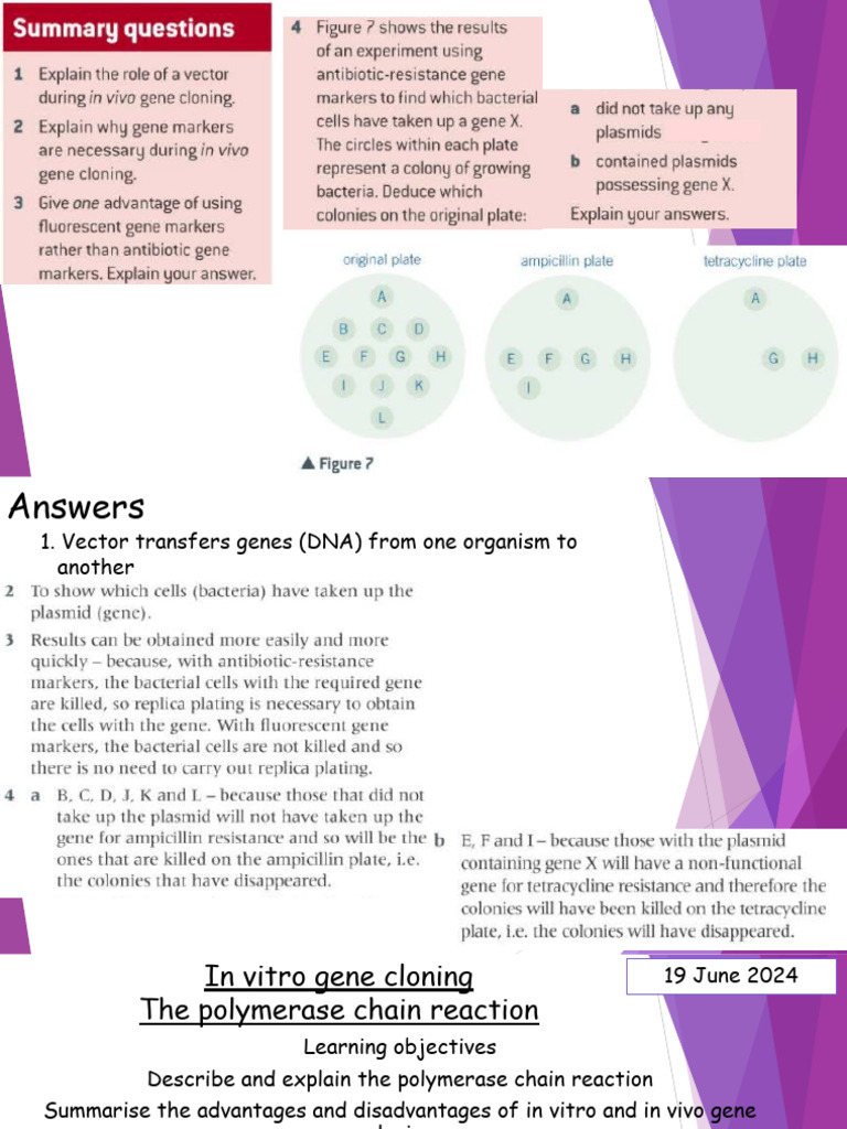 L4 in Vitro Gene Cloning - PCR ECA | PDF | Primer (Molecular Biology ...