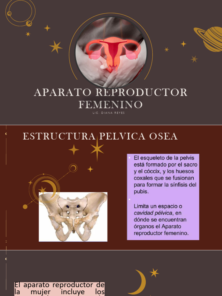 Aparato Reproductor Femenino | PDF | Sistema reproductivo | Vagina