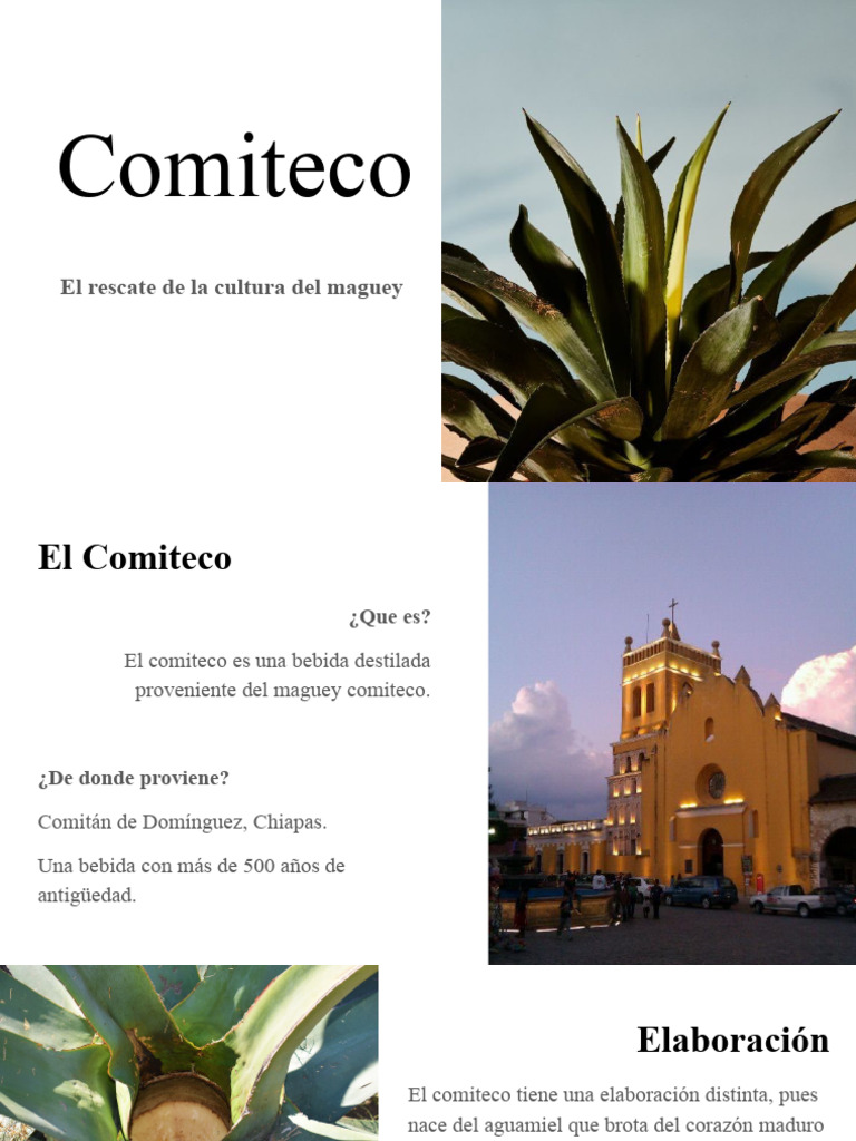 Comiteco EXPOSICION | PDF | Bebidas alcohólicas | Bebida