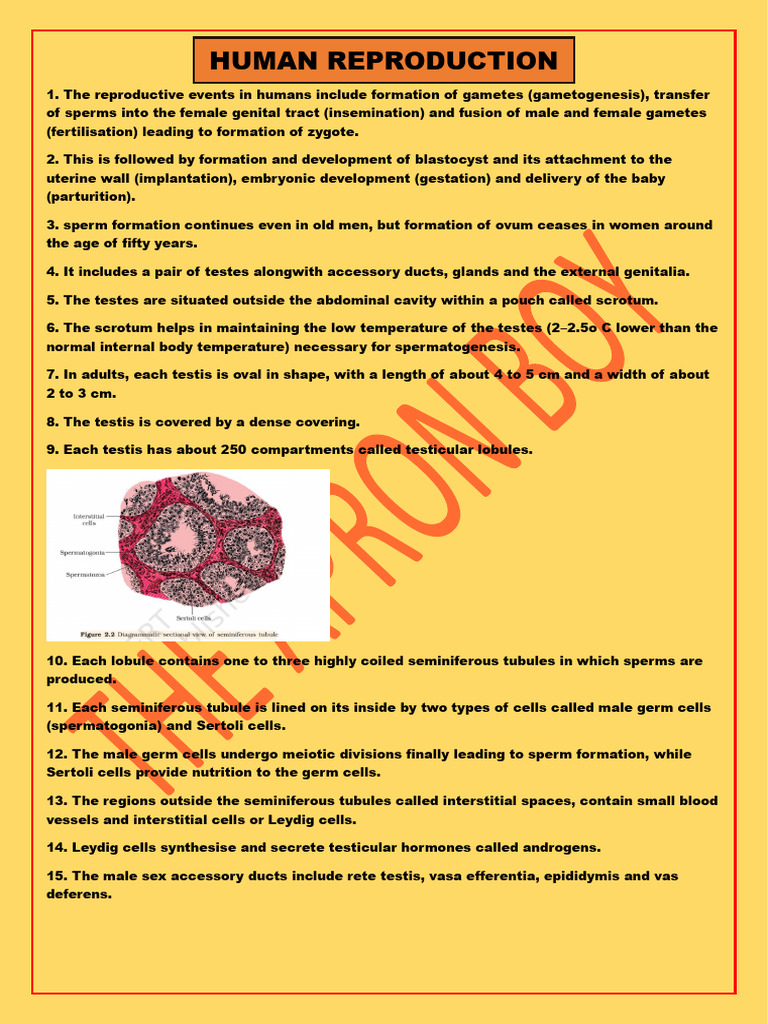 Human Reproductio Class 12TH......... | PDF | Menstrual Cycle | Testicle