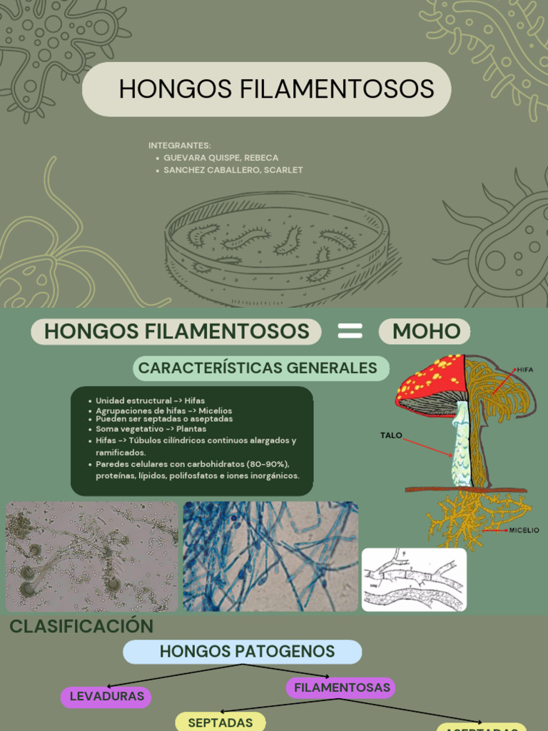 Hongos Filamentosos: Clasificación y Patología | PDF | Medicina CLINICA ...