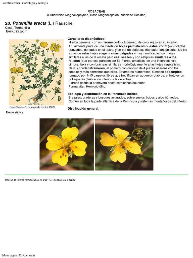 Potentilla erecta: morfología y ecología | PDF | Botánica | Plantas