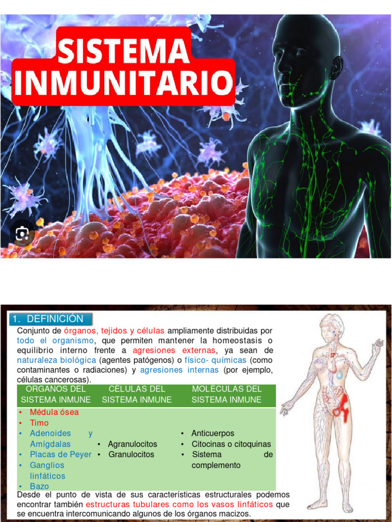 Sistema Inmunitario: Órganos y Funciones | PDF | Sistema inmune | Anticuerpo