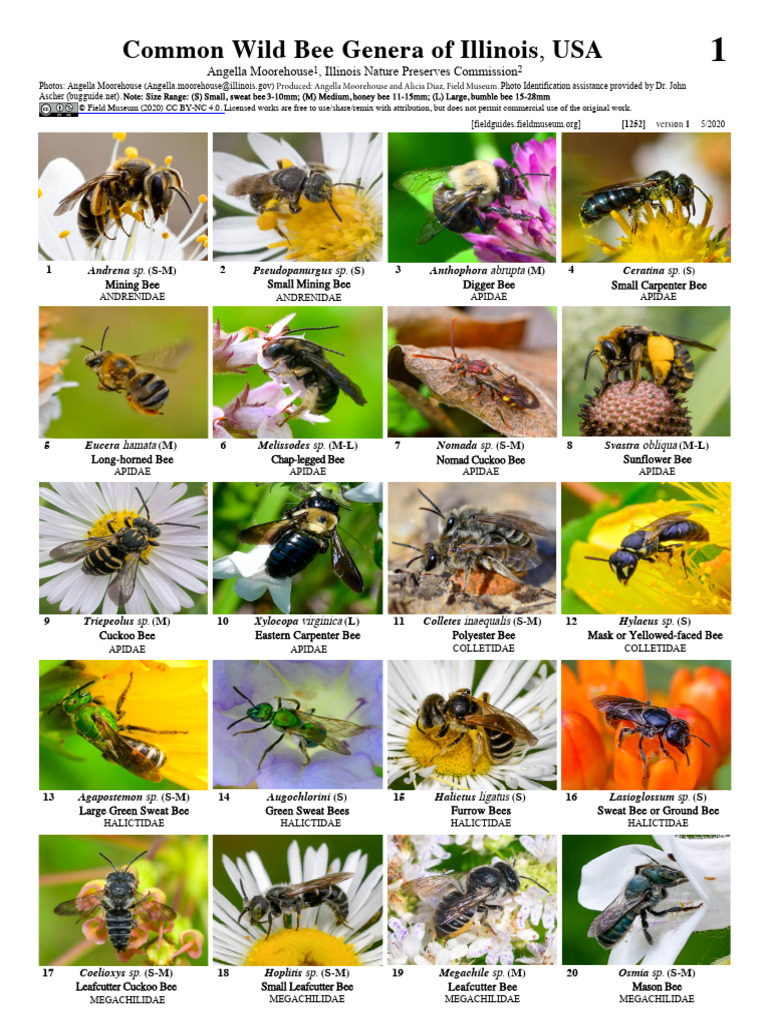 1252_usa_il_wild_bee_genera_2 | Download Free PDF | Bees | Apoidea