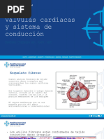 Esqueleto Fibroso del Corazón: Funciones y Estructura | PDF | Corazón ...