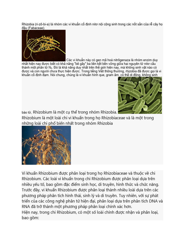 vi khuẩn Rhizobium Phaseoli | PDF