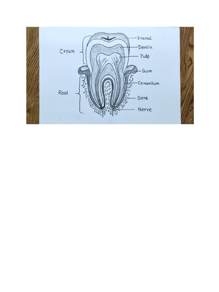 Teeth Diagram | PDF