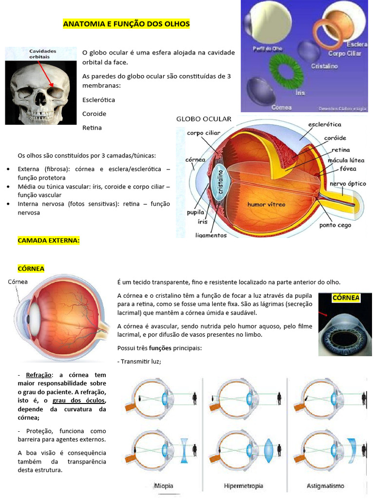 ANATOMIA DOS OLHOS | PDF | Olho humano | Olho