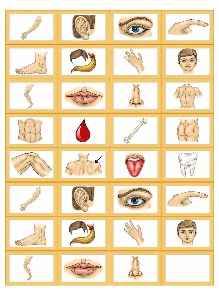 Memory Bildkarten Body | PDF