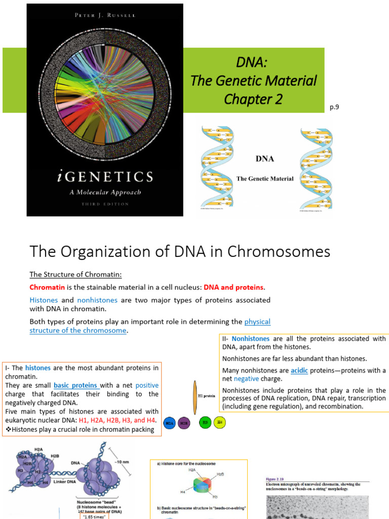 Chapter 2 - DNA-The Genetic material-2-PDF SLIDES | PDF | Chromatin ...