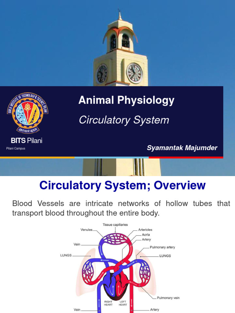 SM AnimalPhysiology CirculatorySystem Slides | PDF | Heart | Atrium (Heart)
