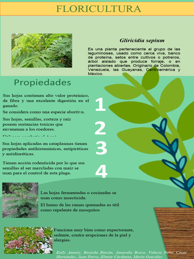 Usos Del Mataraton | PDF