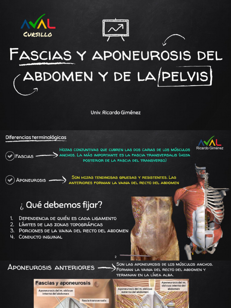A55. Fascias y Aponeurosis Del Abdomen y de La Pelvis | PDF