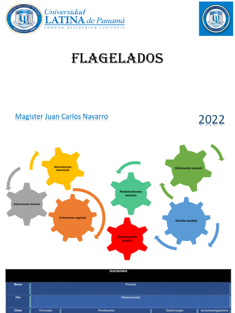 Flagelados 3 | PDF | Nucleo celular