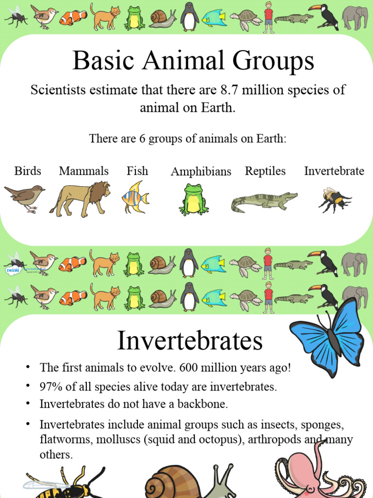 T T 7716 Animal Groups and Quiz Ver 4 | PDF | Amphibian | Mammals