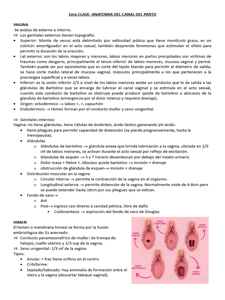 Anatomía del Himen y Vagina | PDF | Parto | Vagina