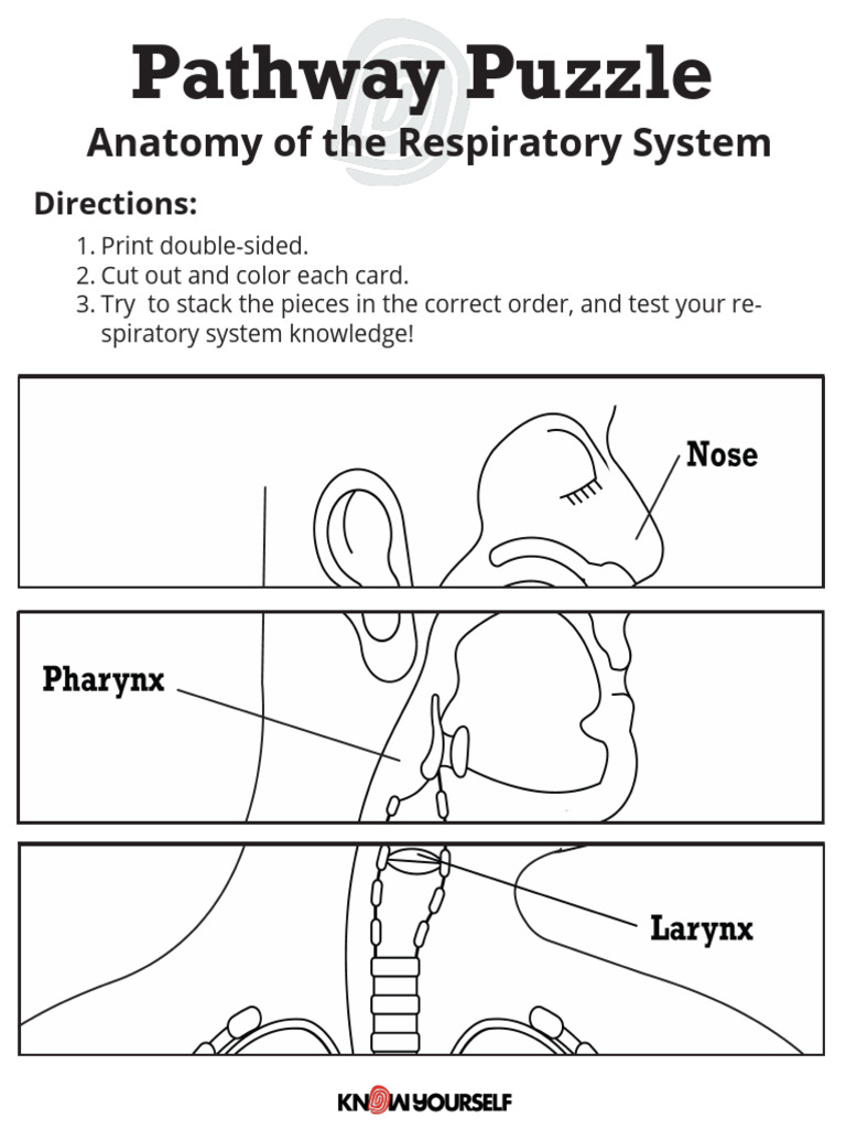 KnowYourself Respiratory System Stacking Resource | PDF | Respiratory ...