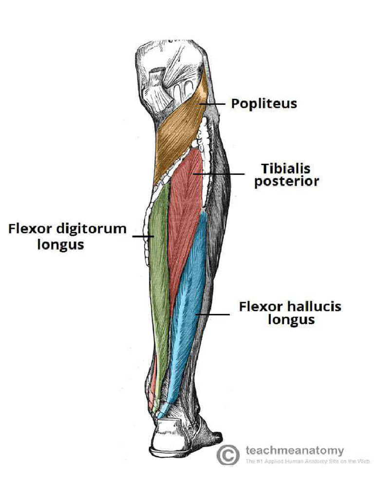 Muscles-in-the-Deep-Layer-of-the-Posterior-Leg | PDF