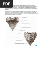 Anatomía Sacro-Coxígea en Radiología | PDF | Vértebra | Anatomía humana