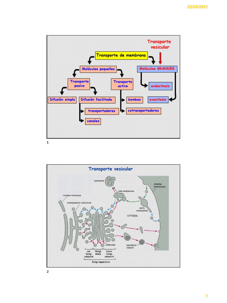 Transporte Vesicular y Proteínas SNARE | PDF | Biología estructural ...