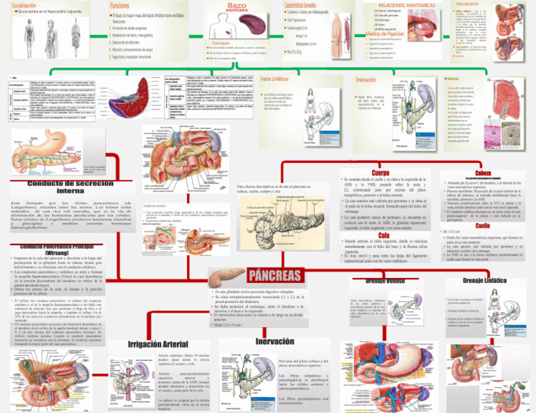 Tema 13 BAZ-PANCR | PDF
