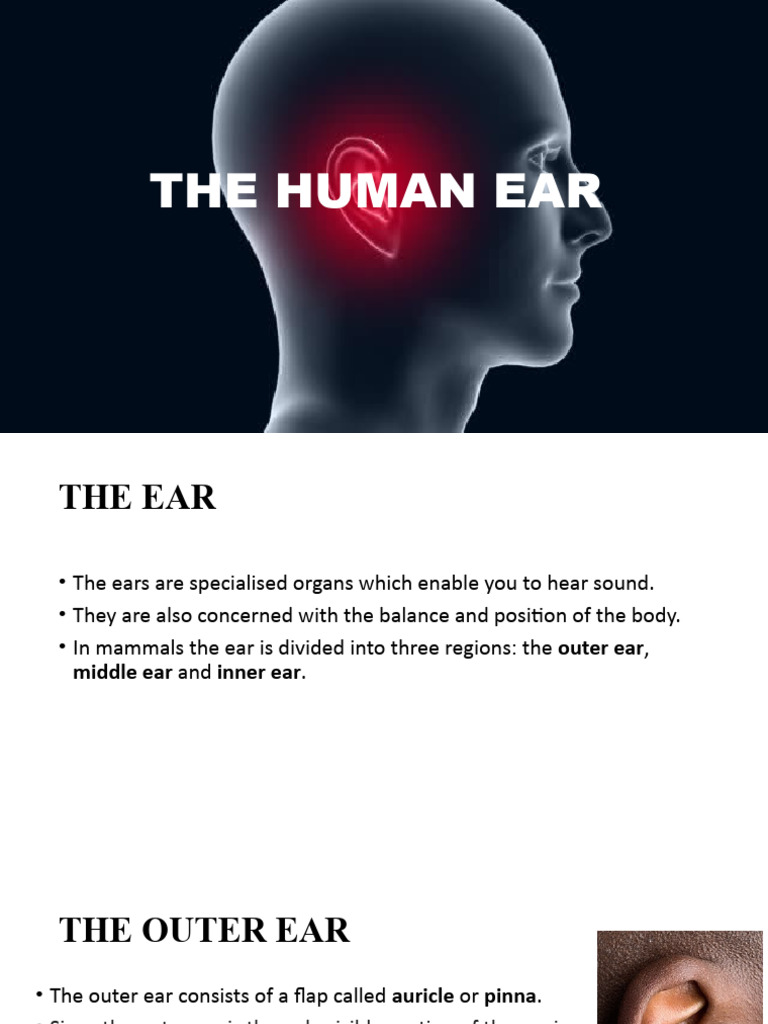 Biruk and Yasin Part 2 | PDF | Ear | Hearing