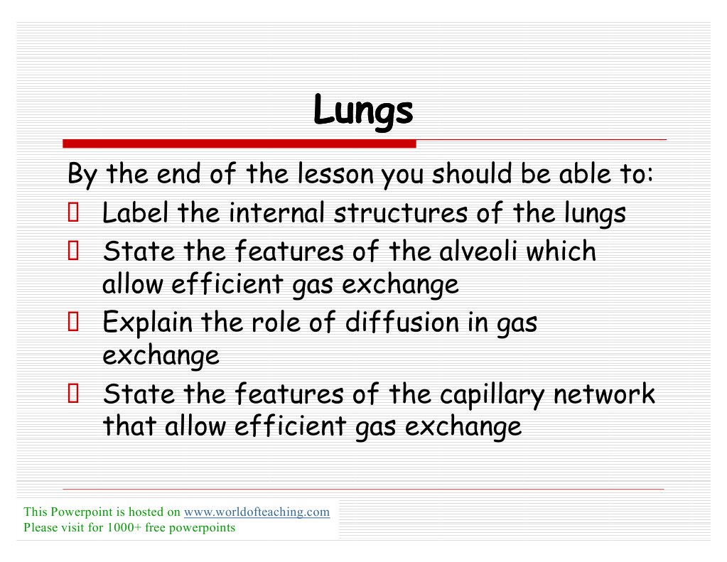 Lungs | PDF
