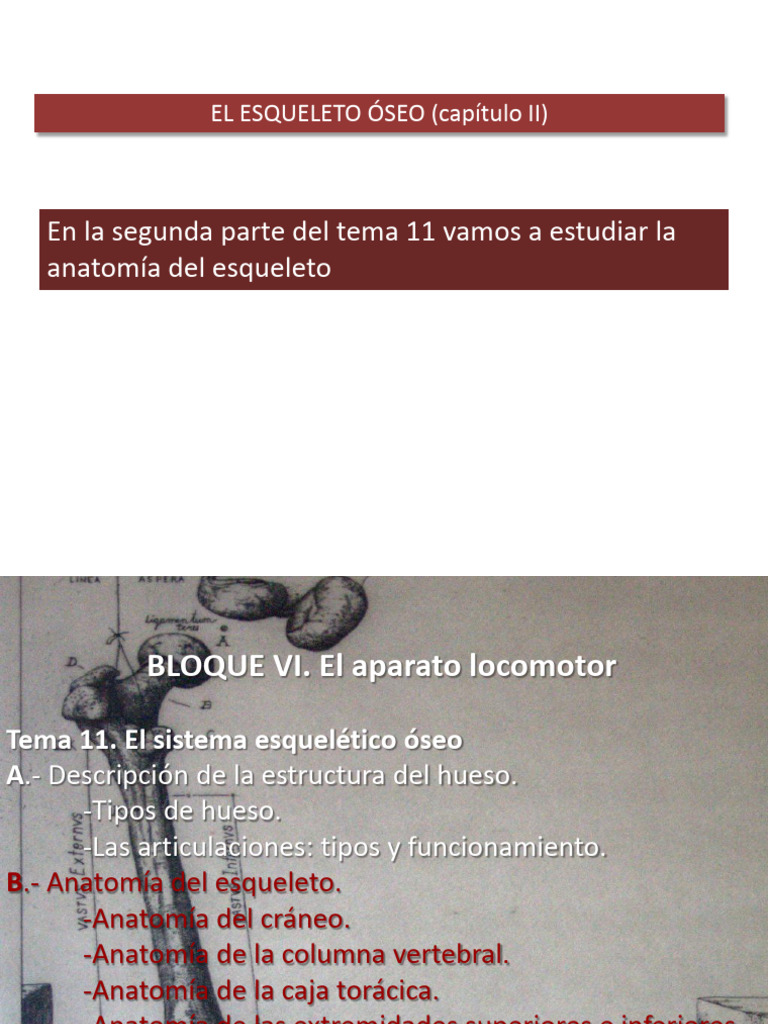 Tema 11.-Esqueleto Óseo Capítulo II | PDF | Esqueleto | Vértebra