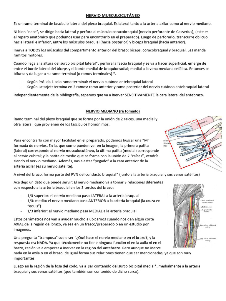 Trayecto de Nervios MMSS | PDF | Anatomía | Neuroanatomía