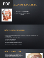 Músculos de Cabeza y Cuello | PDF | Anatomía humana | Sistema esquelético